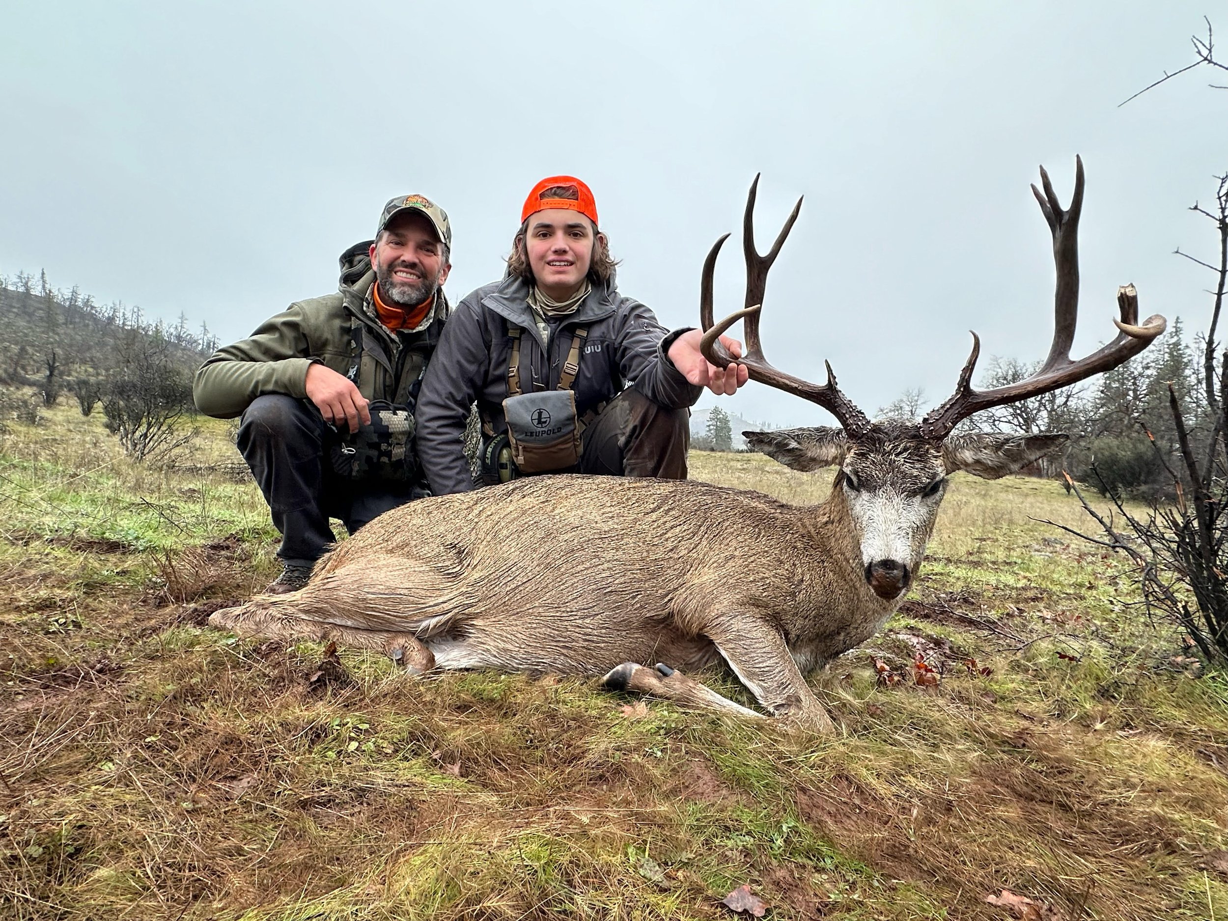 Columbia blacktail deer store